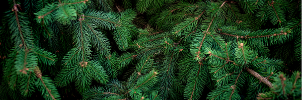 How to set up a traditional German Christmas tree – The German Village ...